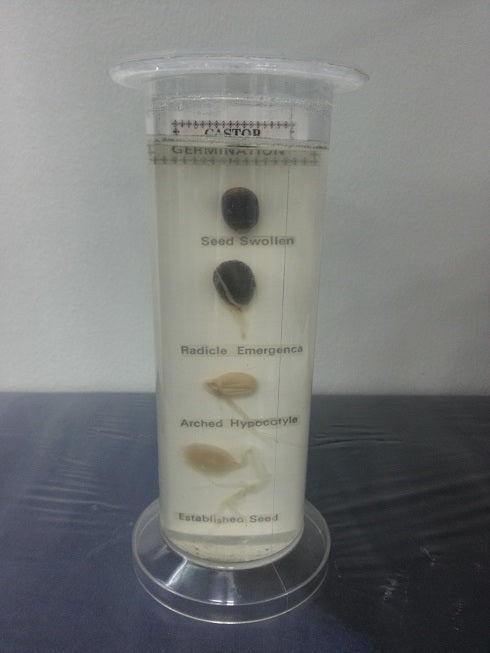 Castor Root Germination – Skyline Educational Labs