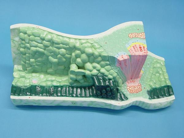 Leaf Structure Model – Skyline Educational Labs