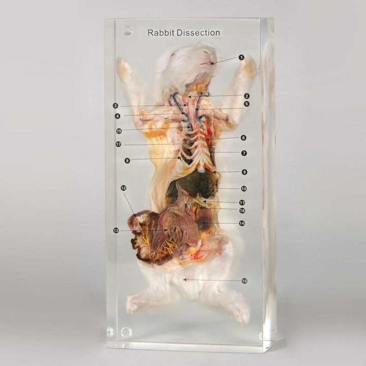 Rabbit Dissection (Formalin) – Skyline Educational Labs