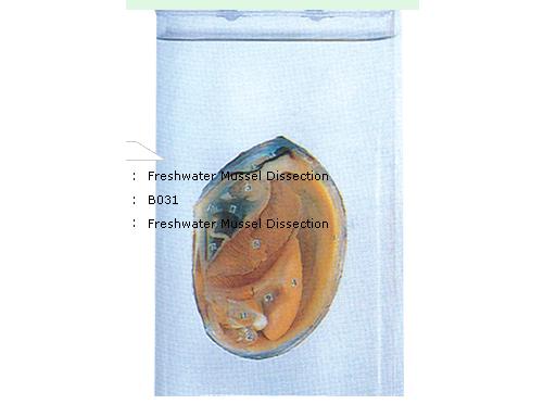 Freshwater Mussel Dissection – Skyline Educational Labs