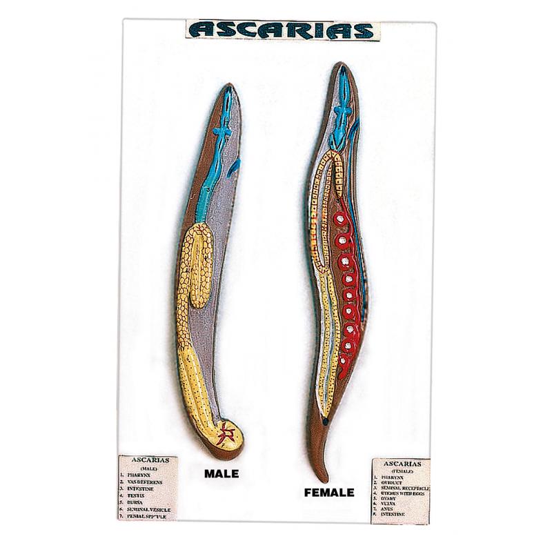 Ascaris Male/Female Model (On Board) – Skyline Educational Labs