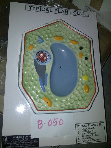 Real Plant Cell Model How To Make Plant Cell 3d Model Making Using