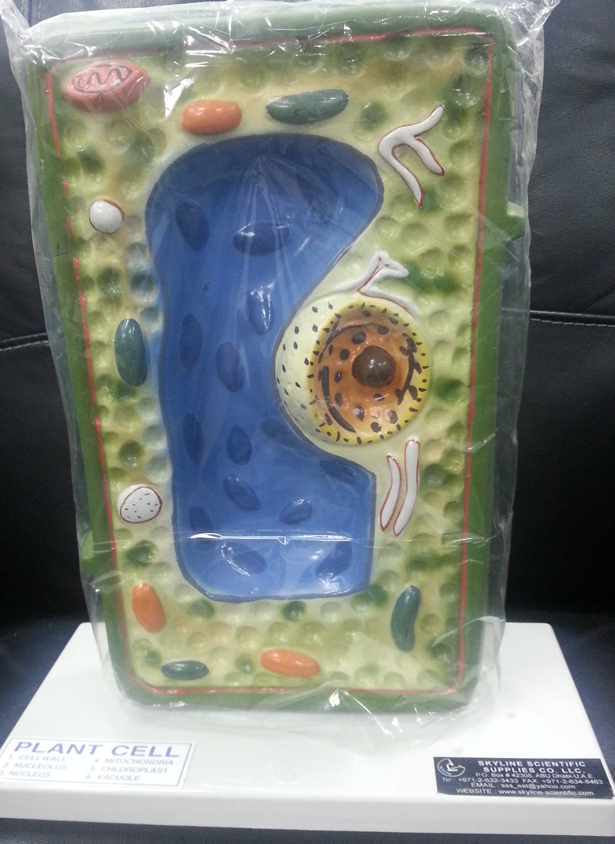 Real Plant Cell Model