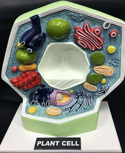 Plant Cell Model (On Stand) - 3D – Skyline Educational Labs