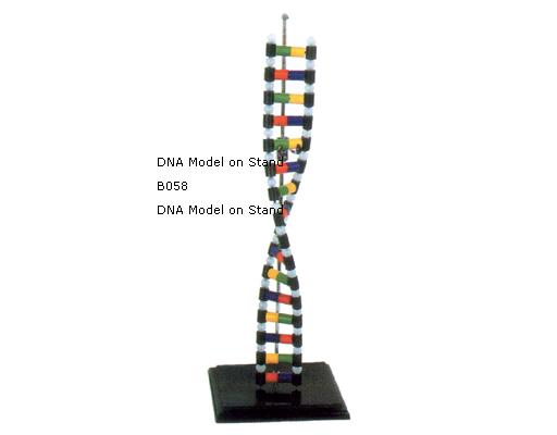 DNA Model On Stand – Skyline Educational Labs