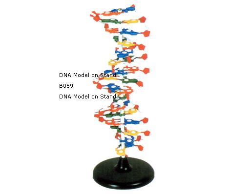 DNA Model On Stand (Large) – Skyline Educational Labs