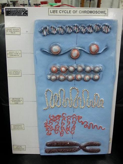Chromosome Life History Model (On Board) – Skyline Educational Labs