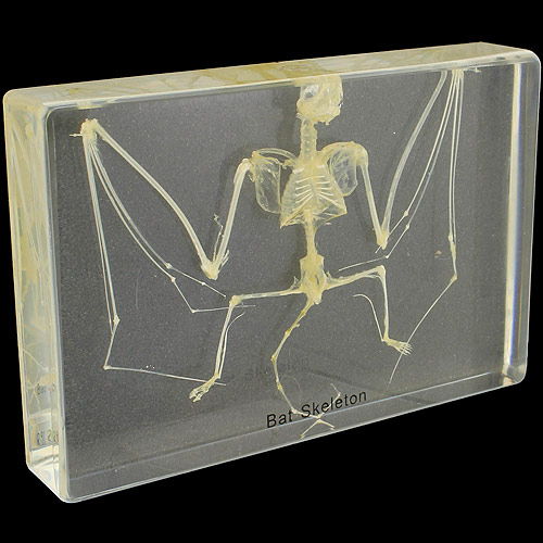 Skeleton Of Bat – Skyline Educational Labs