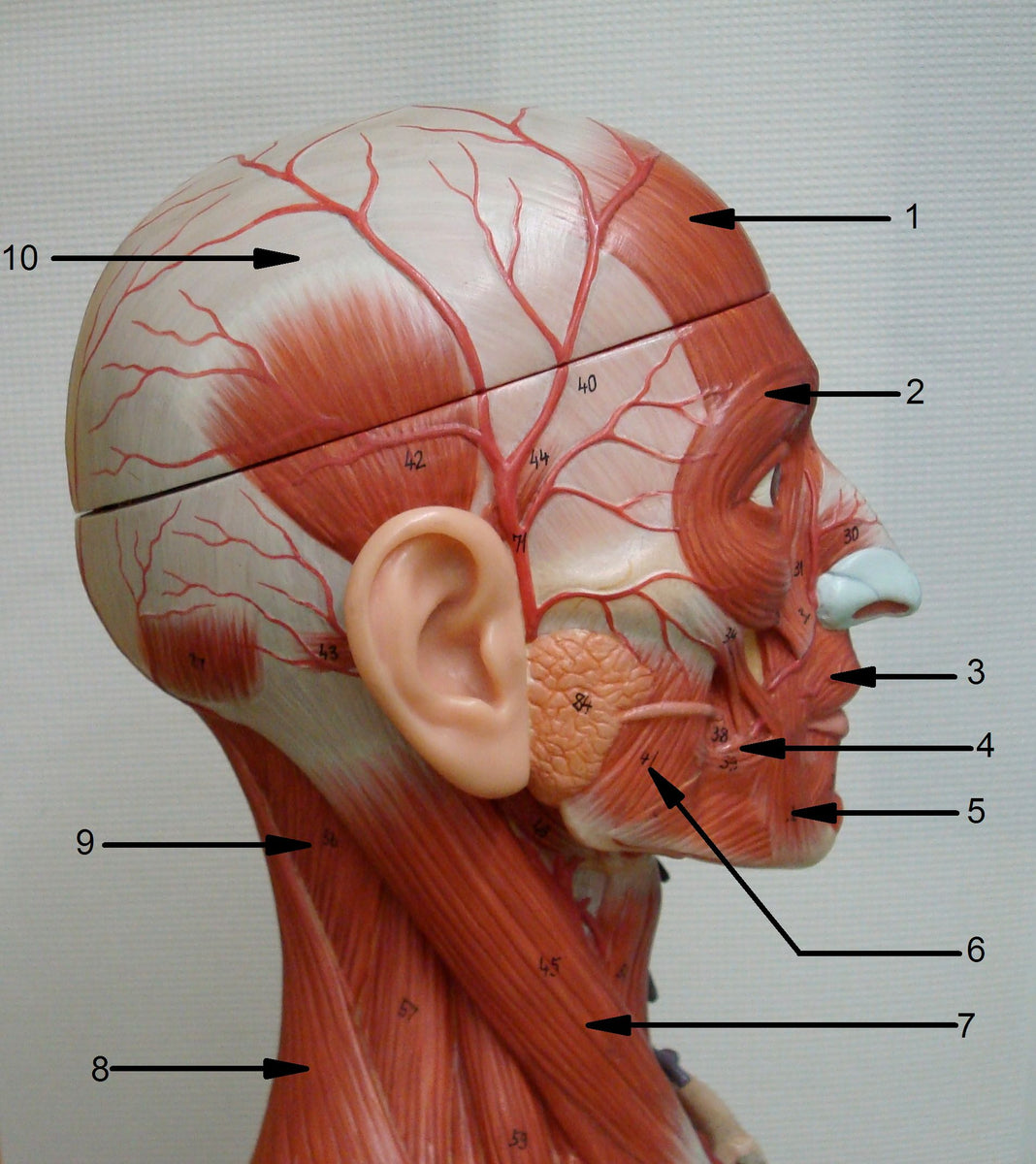 Head Model With Facial Muscle – Skyline Educational Labs