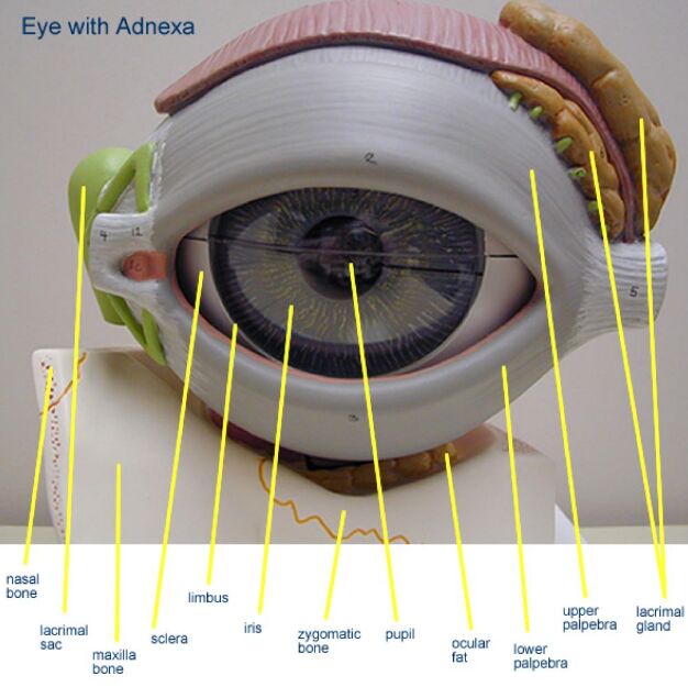 Human Eye With Lid Model – Skyline Educational Labs