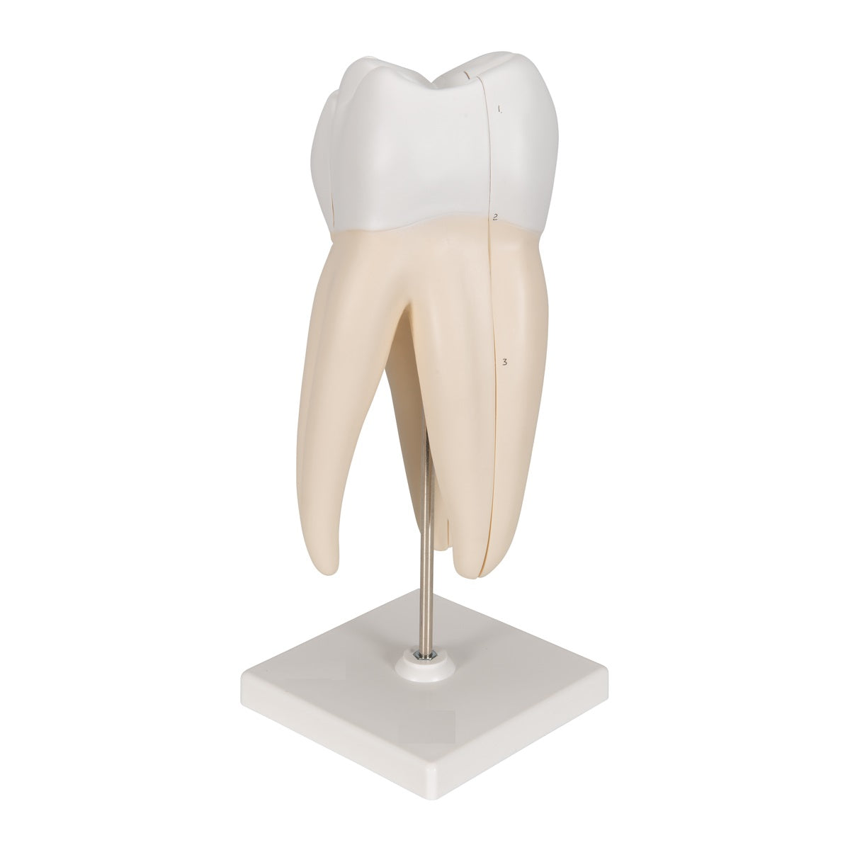 Human Triple Root Molar Model - Small – Skyline Educational Labs