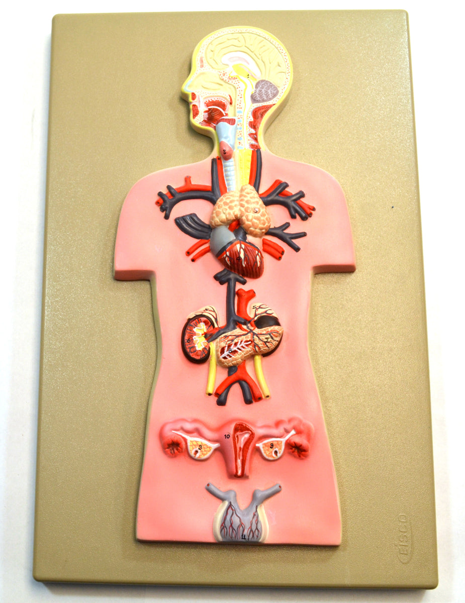 Endocrine System Model (On Board) – Skyline Educational Labs