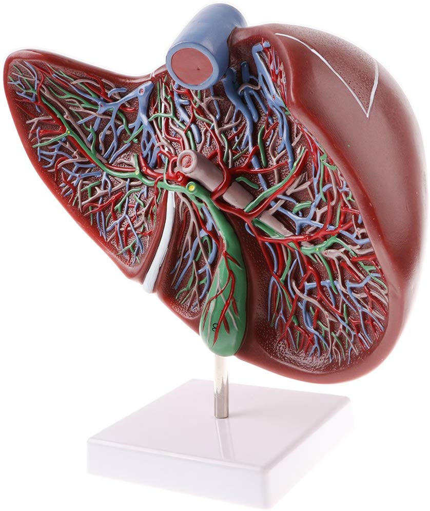 Human Giant Liver Dissection – Skyline Educational Labs