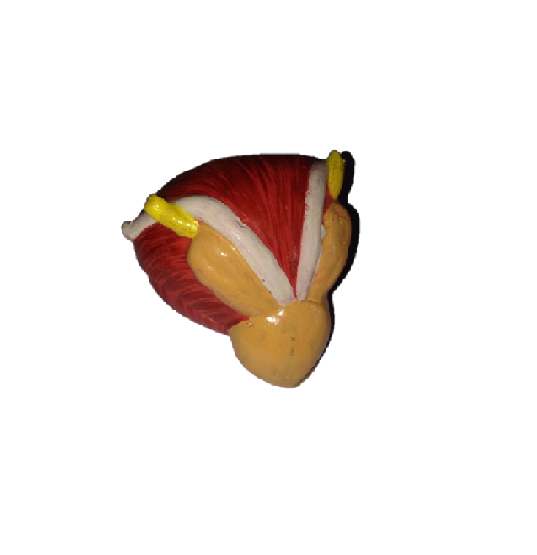 Human Urinary Bladder Model – Skyline Educational Labs
