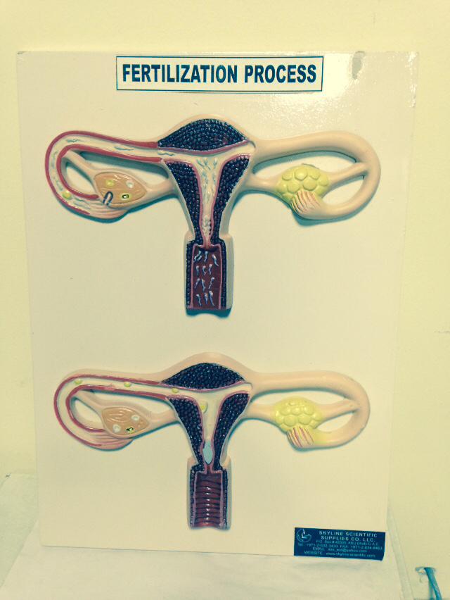 Human Fertilization Model – Skyline Educational Labs