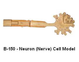 Neuron (Nerve) Cell Model – Skyline Educational Labs
