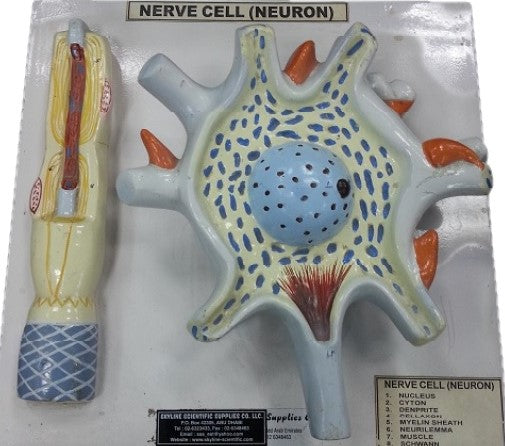 Nerve Cell Model Growing Nerve Cells: The Longer The Cell, The Better