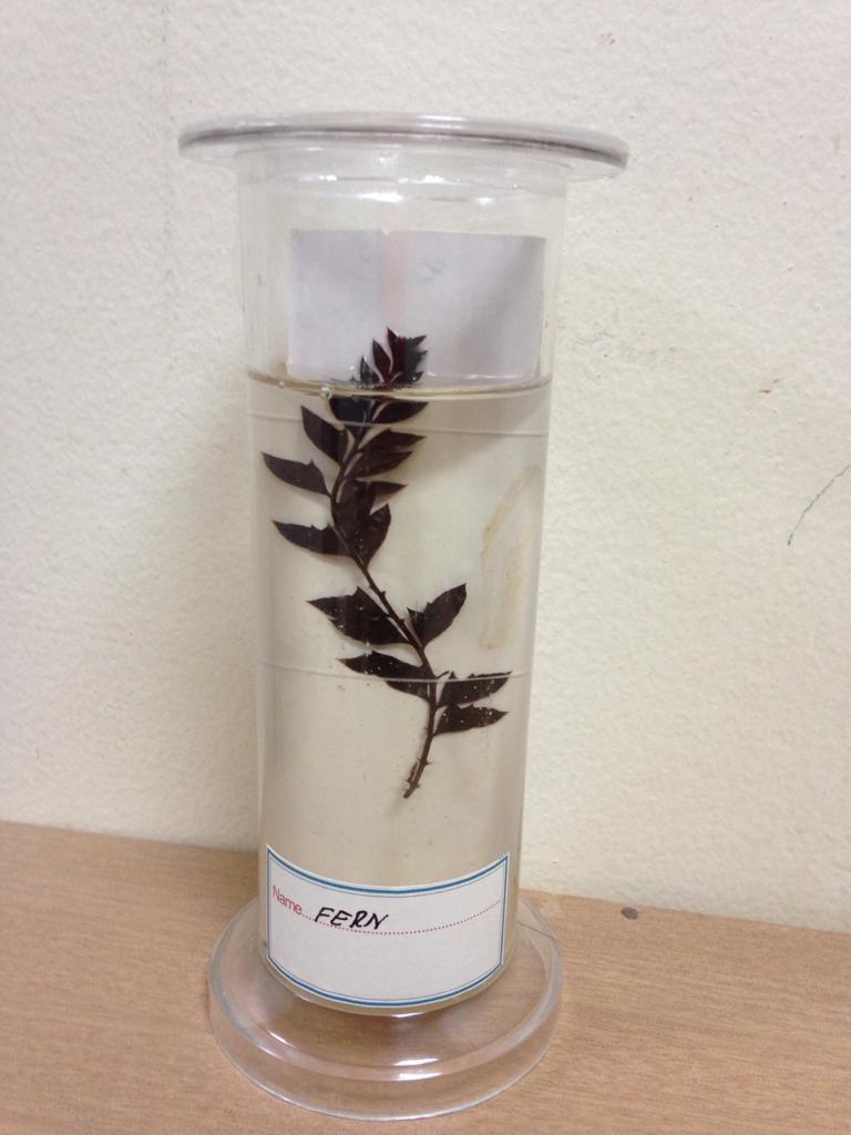 Fern Sample Formalin – Skyline Educational Labs