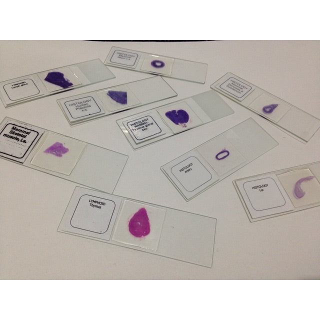 Slides Of Frog Blood – Skyline Educational Labs