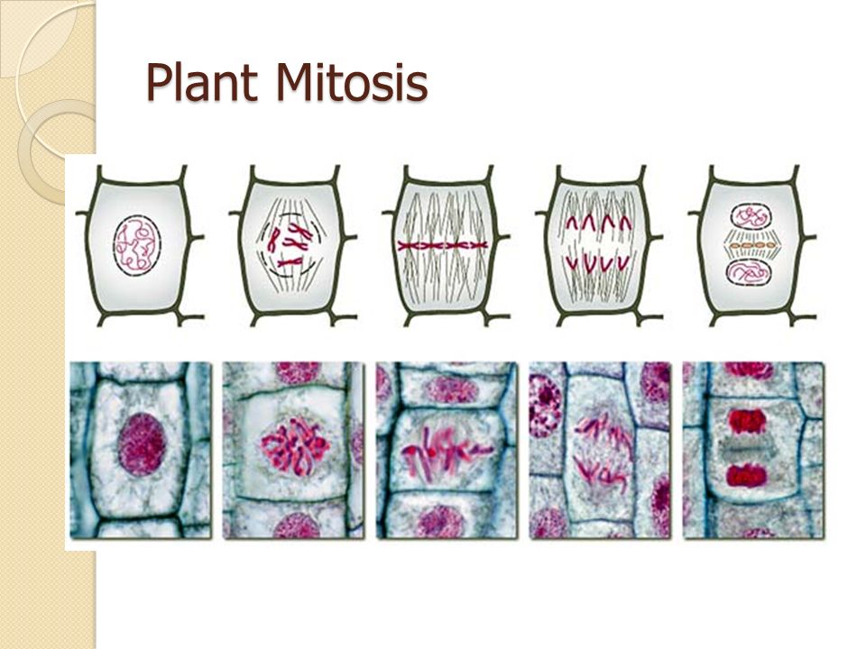 Animal Cell Mitosis Slides
