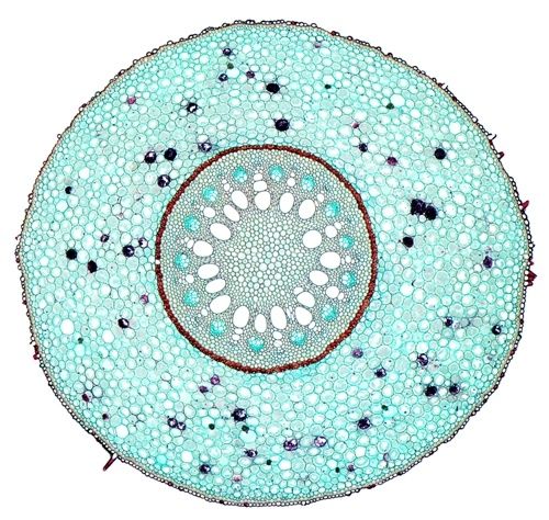 Monocot Root Under Microscope