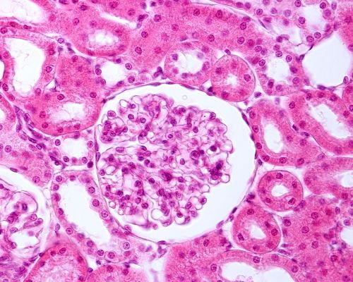 Kidney Nephron Microscope