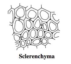 Sclerenchyma Tissue Structure